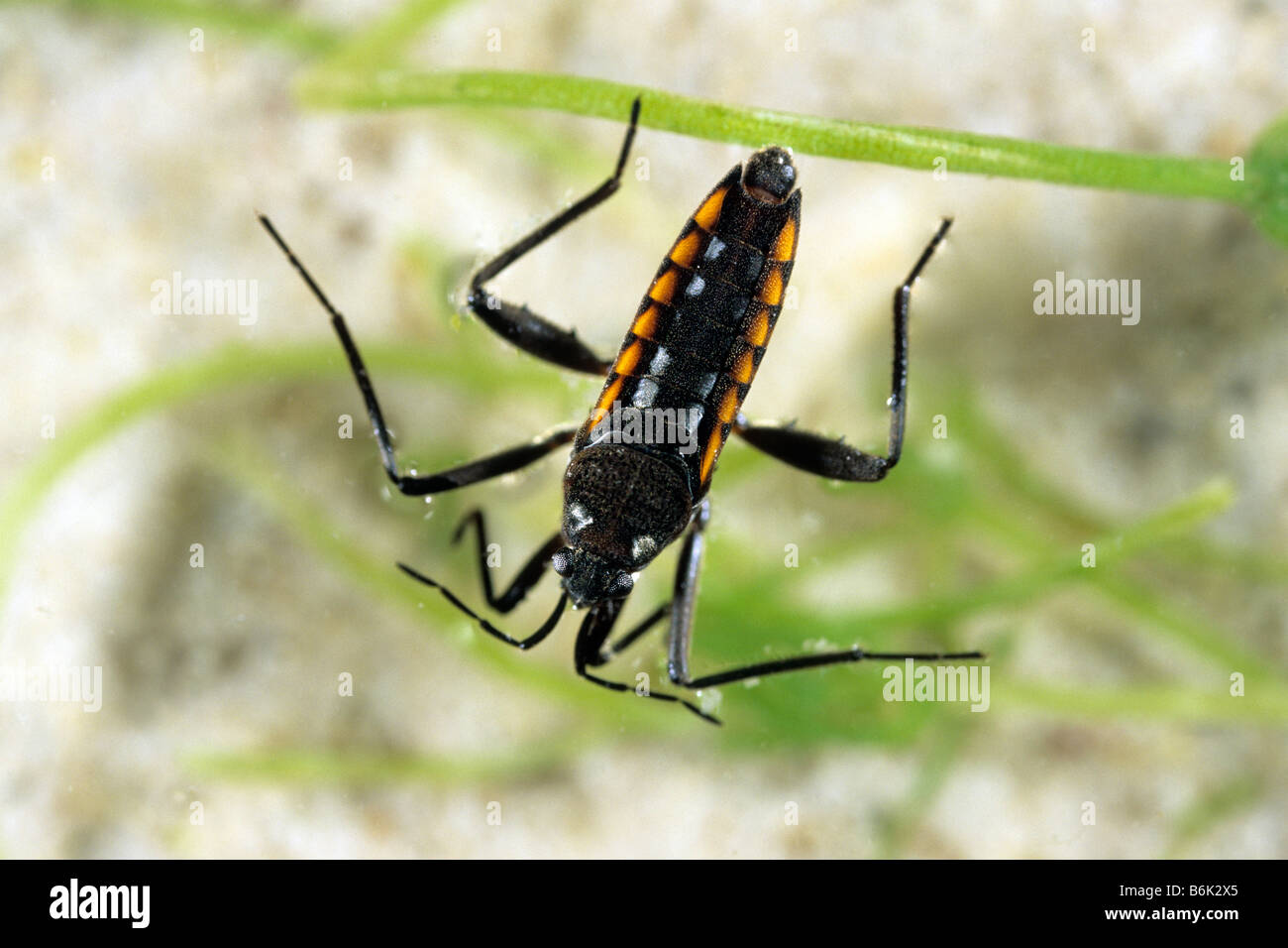 Velia sp -Fotos und -Bildmaterial in hoher Auflösung – Alamy