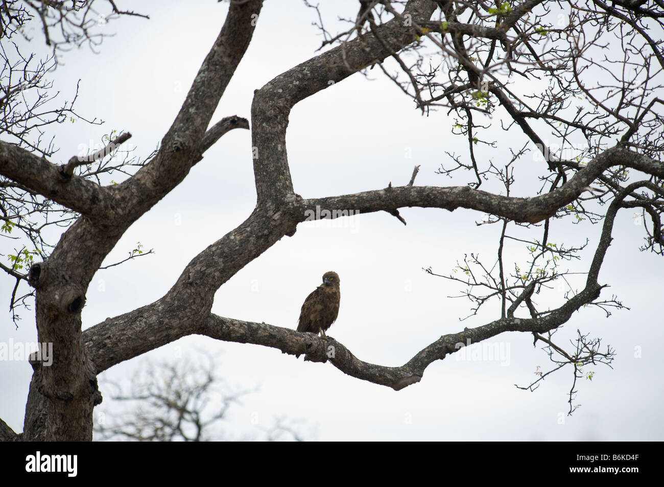 Eindrucksvoller adler -Fotos und -Bildmaterial in hoher Auflösung – Alamy