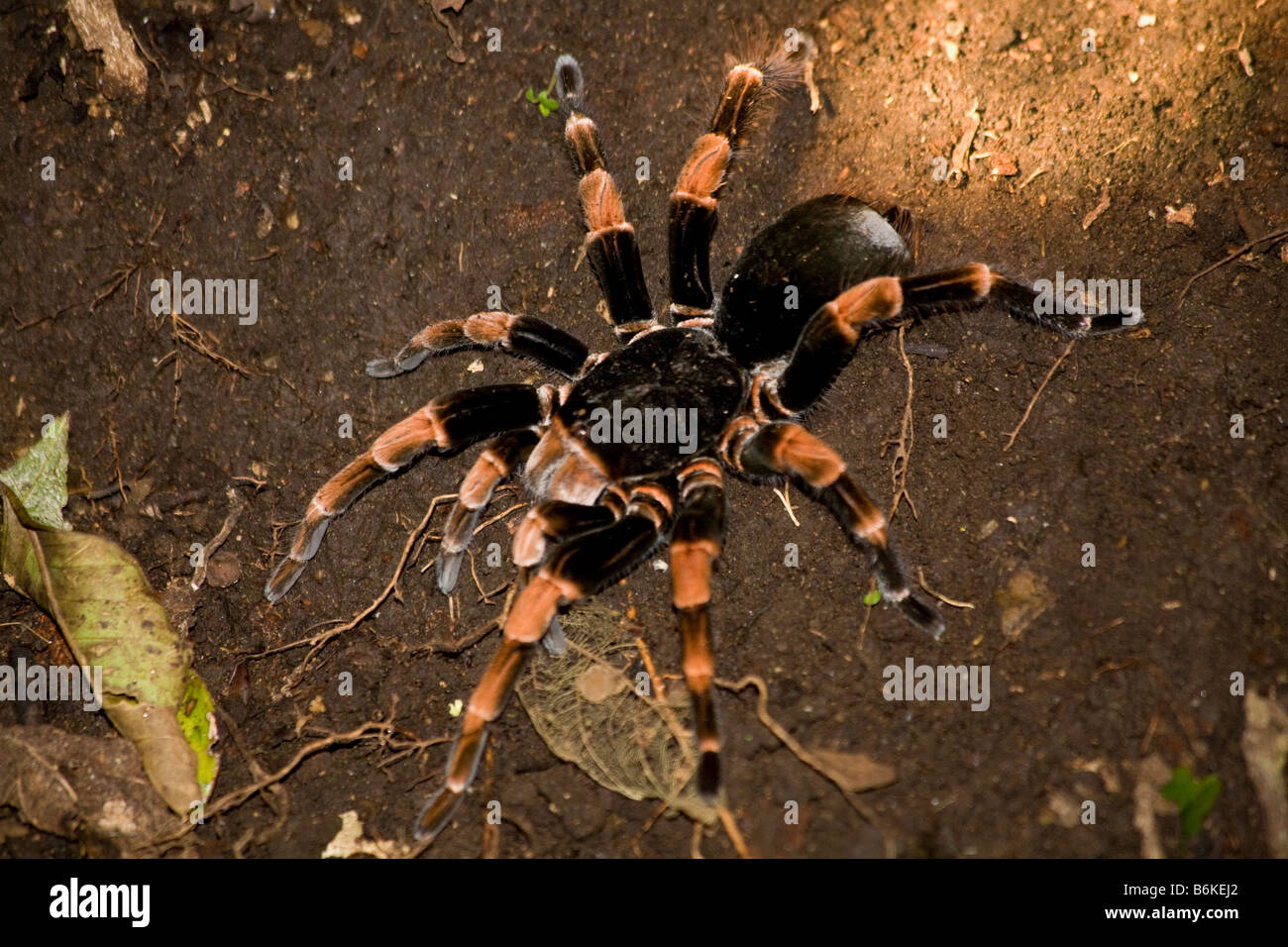 Costa rican zebra tarantula -Fotos und -Bildmaterial in hoher Auflösung ...