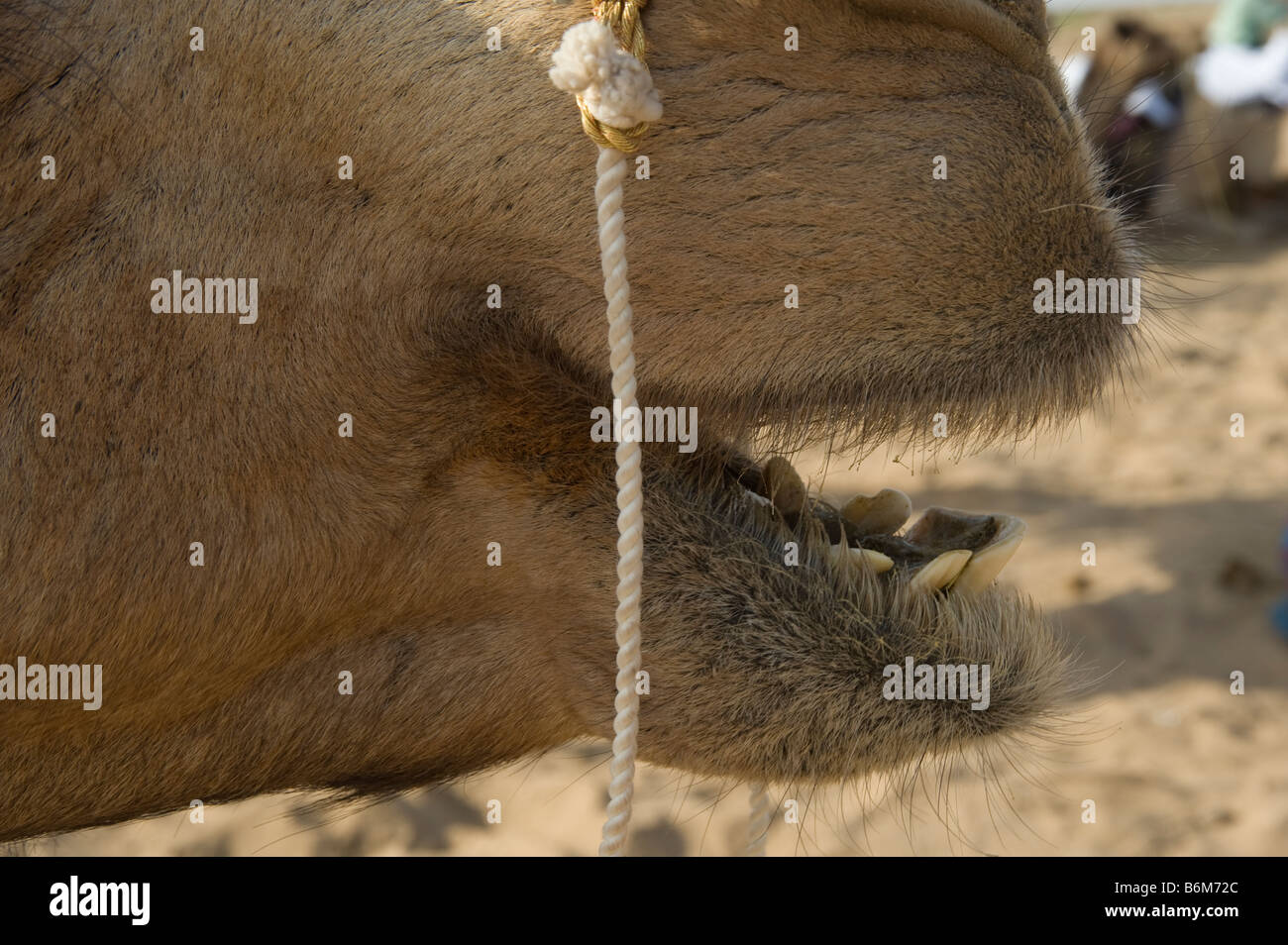 Camel tooth teeth camels -Fotos und -Bildmaterial in hoher Auflösung ...