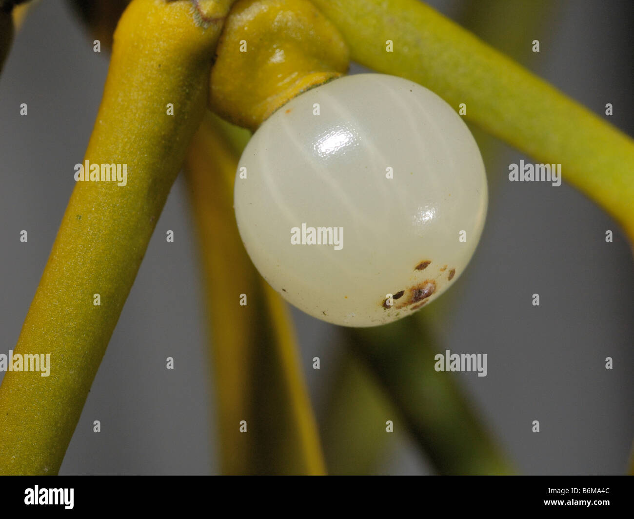 Mistel beren -Fotos und -Bildmaterial in hoher Auflösung – Alamy