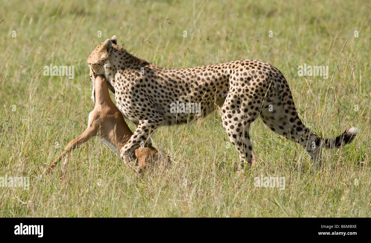 Gepard prey -Fotos und -Bildmaterial in hoher Auflösung – Alamy