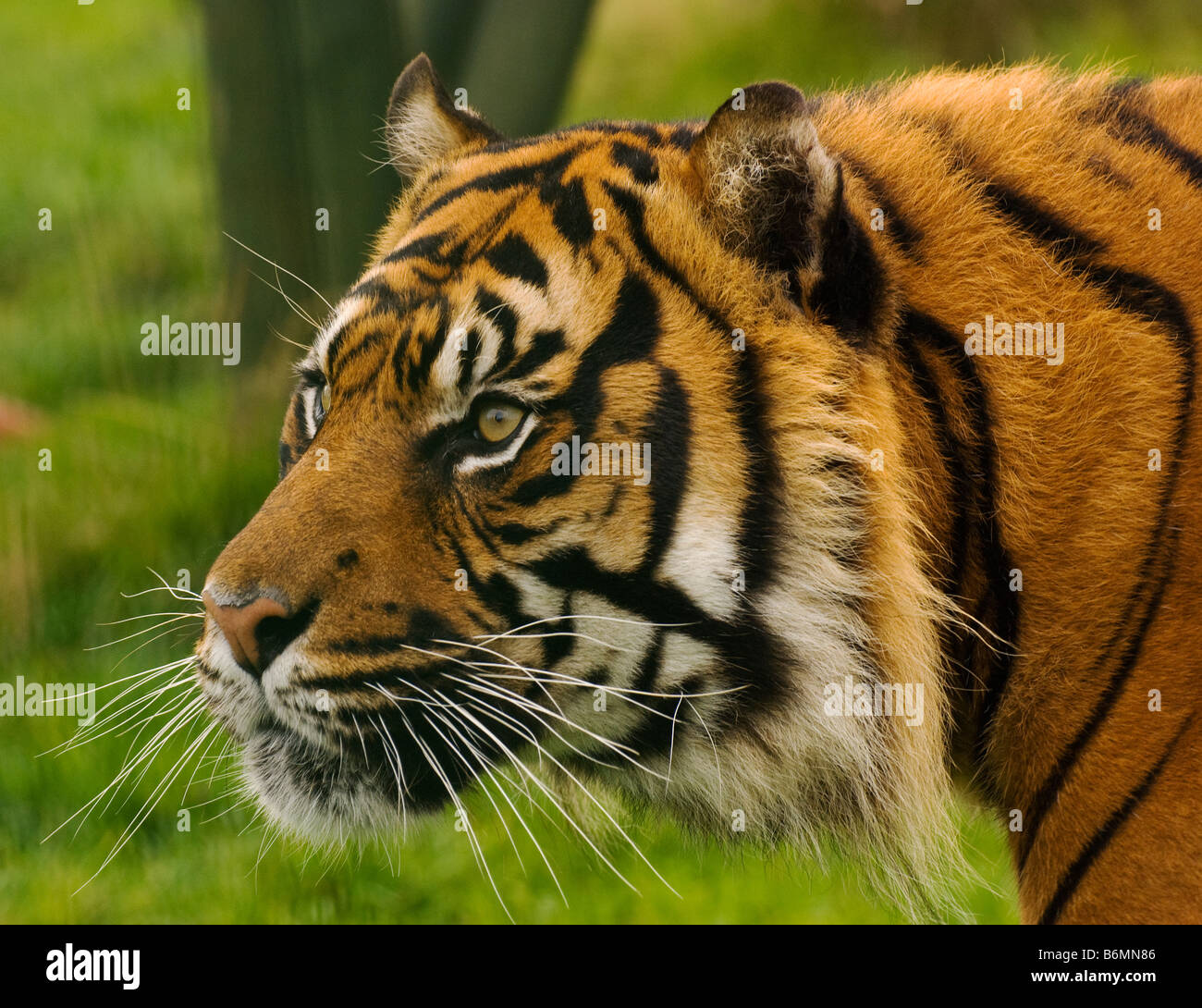 Tiere nias sumatra tiger -Fotos und -Bildmaterial in hoher Auflösung ...