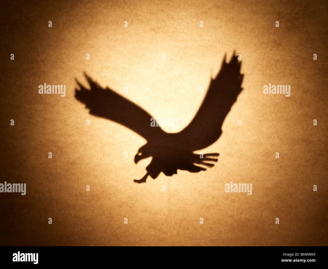 Adler im flug -Fotos und -Bildmaterial in hoher Auflösung – Alamy