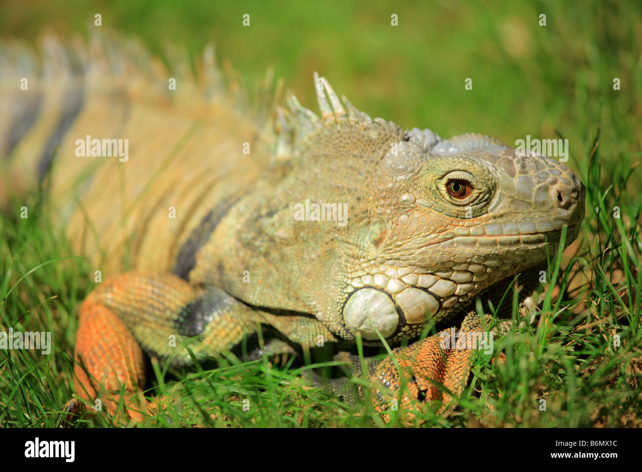 Kopf leguan -Fotos und -Bildmaterial in hoher Auflösung – Alamy