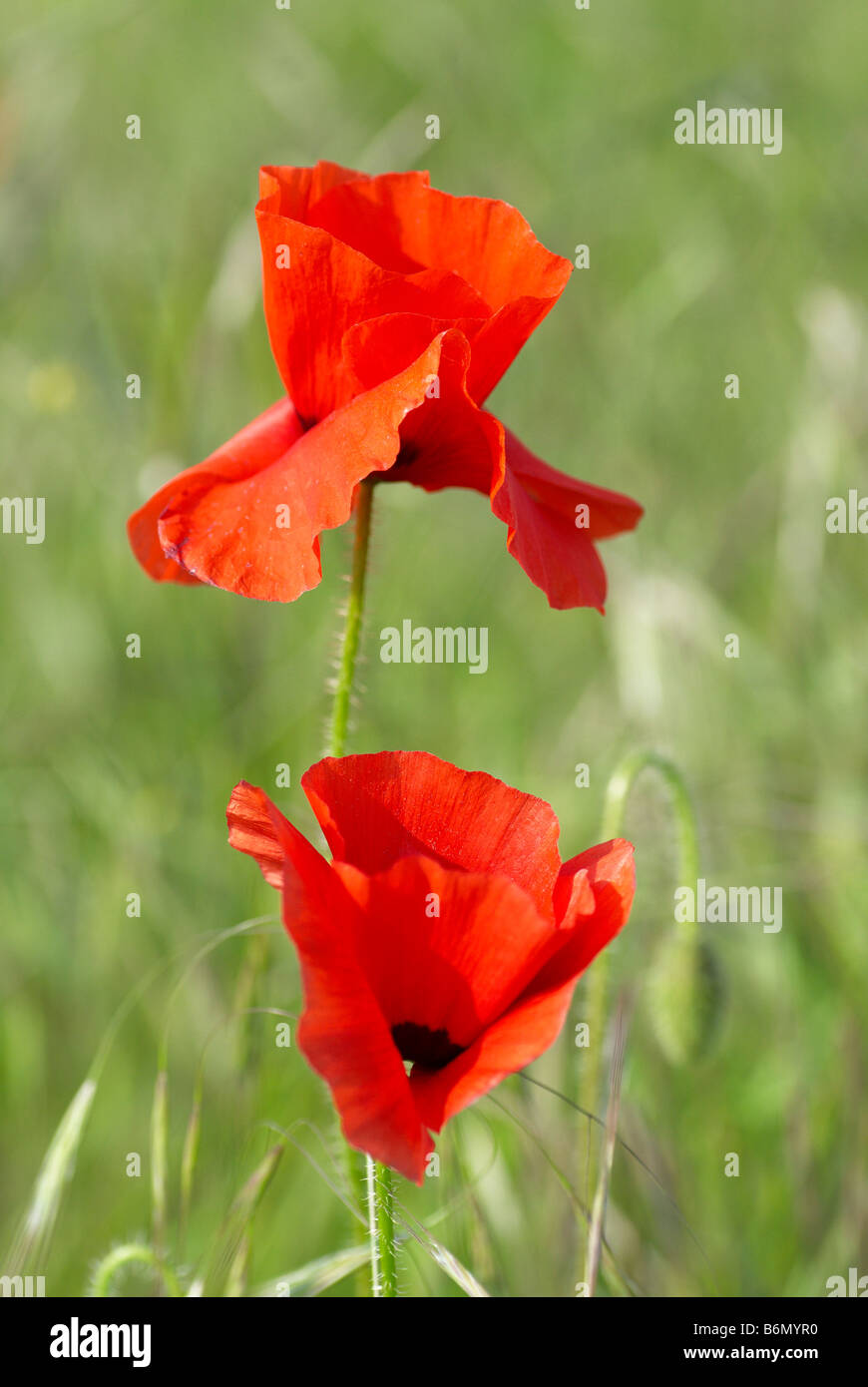 Der Klatschmohn, Feld Mohn, Flandern Mohn oder rote Mohn ist der wilde ...