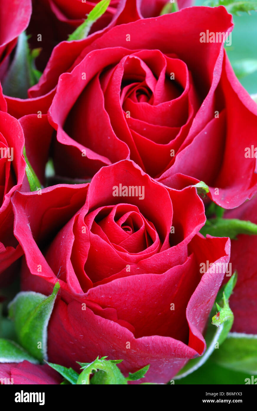 Guerre des deux rosen -Fotos und -Bildmaterial in hoher Auflösung – Alamy