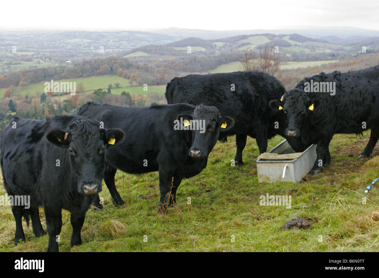 Galloway Rinder Herde stehen neben trinken Trog Malvern Hills ...