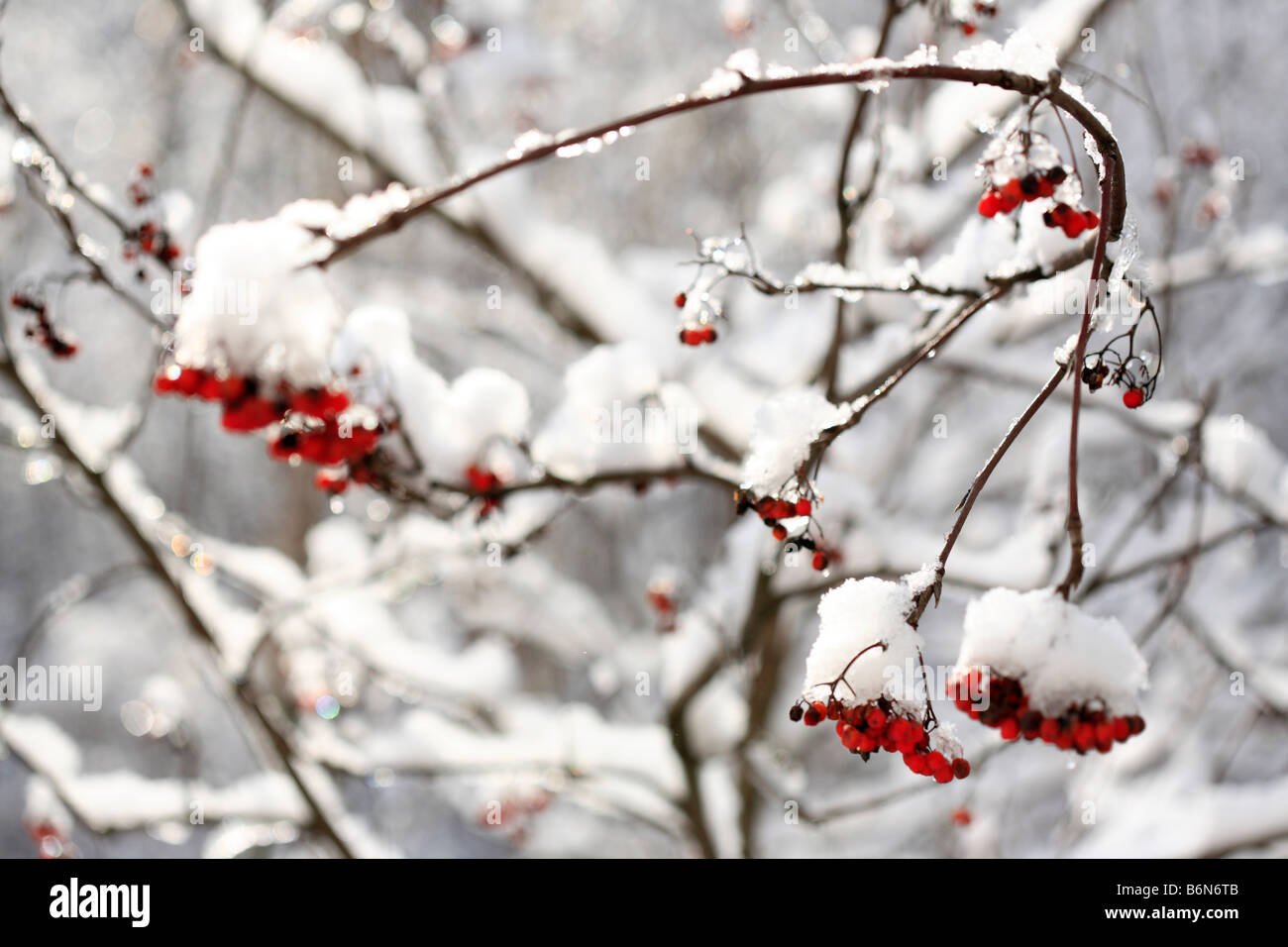 Eberesche sorbus aucuparia rosaceae -Fotos und -Bildmaterial in hoher ...
