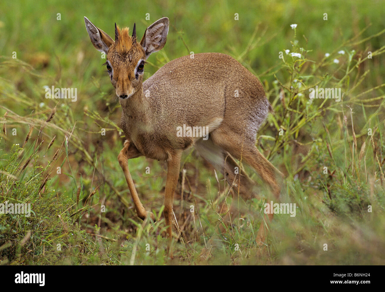 Smallest antelope -Fotos und -Bildmaterial in hoher Auflösung – Alamy