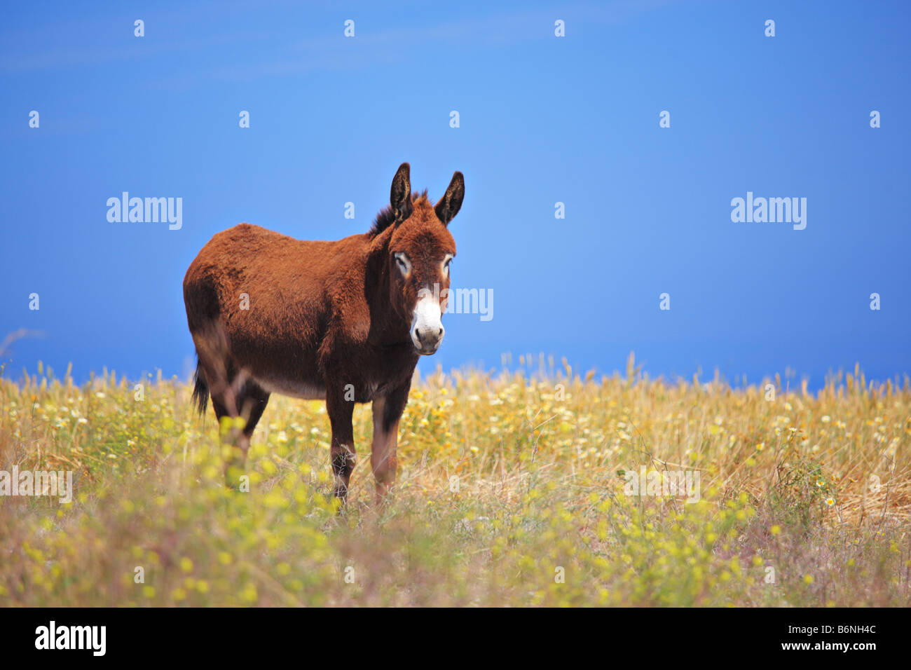Esel benutzen -Fotos und -Bildmaterial in hoher Auflösung – Alamy
