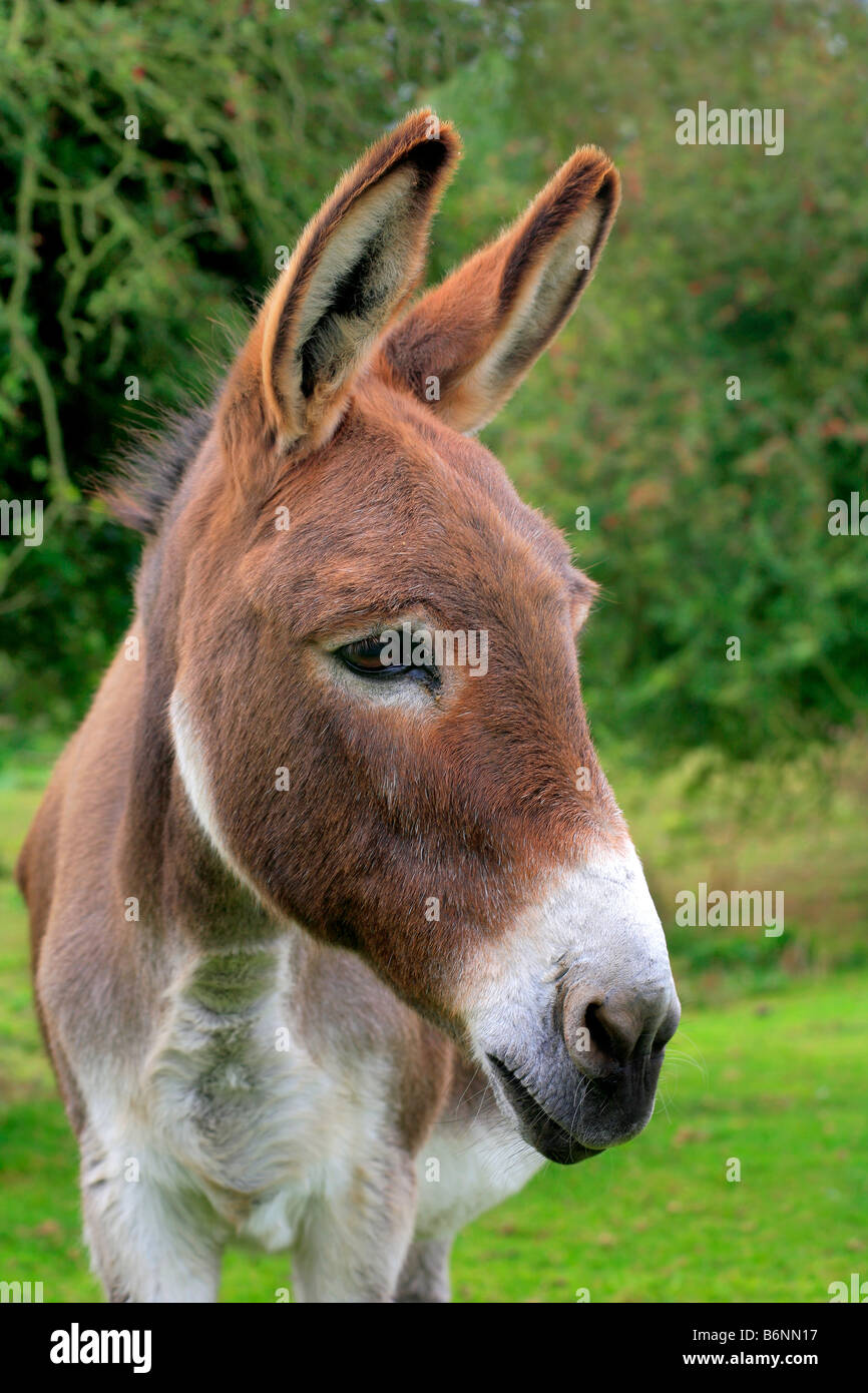 Inländische Esel (Equus Asinus) Porträt Kopf Bild große Ohren, dumme ...