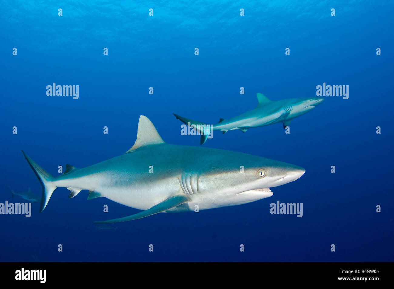 Carcharhinus amblyrhynchos -Fotos und -Bildmaterial in hoher Auflösung ...