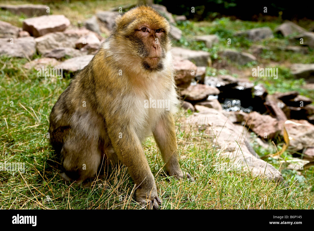 Sitz affe -Fotos und -Bildmaterial in hoher Auflösung – Alamy