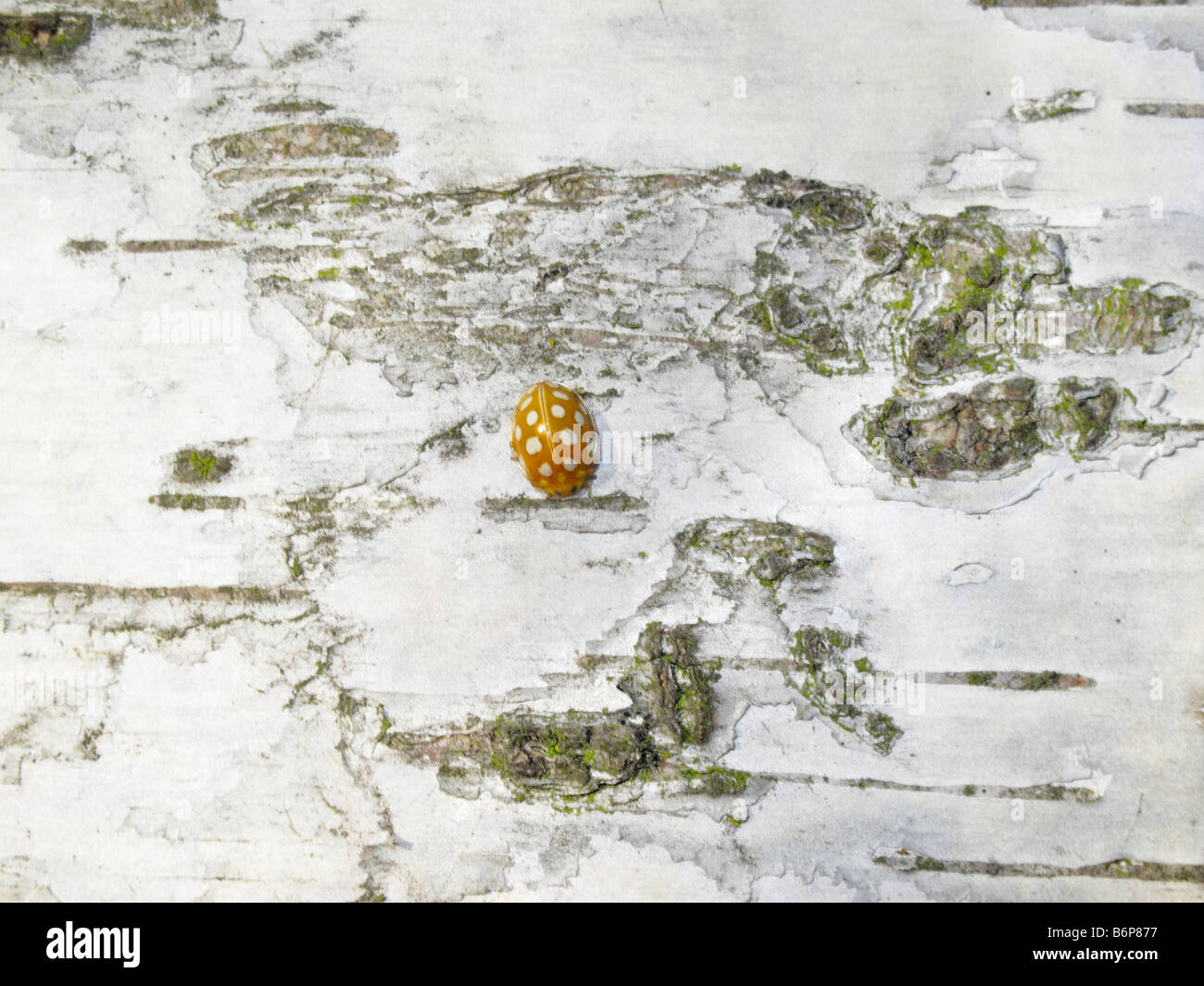 Insect insecta -Fotos und -Bildmaterial in hoher Auflösung – Alamy