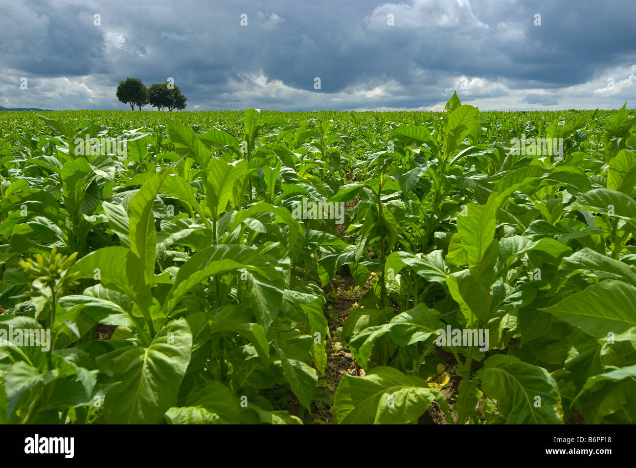 Tabak Field Stockfotos & Tabak Field Bilder - Alamy