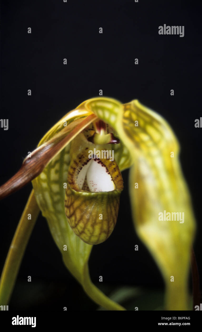 Inka orchidee -Fotos und -Bildmaterial in hoher Auflösung – Alamy