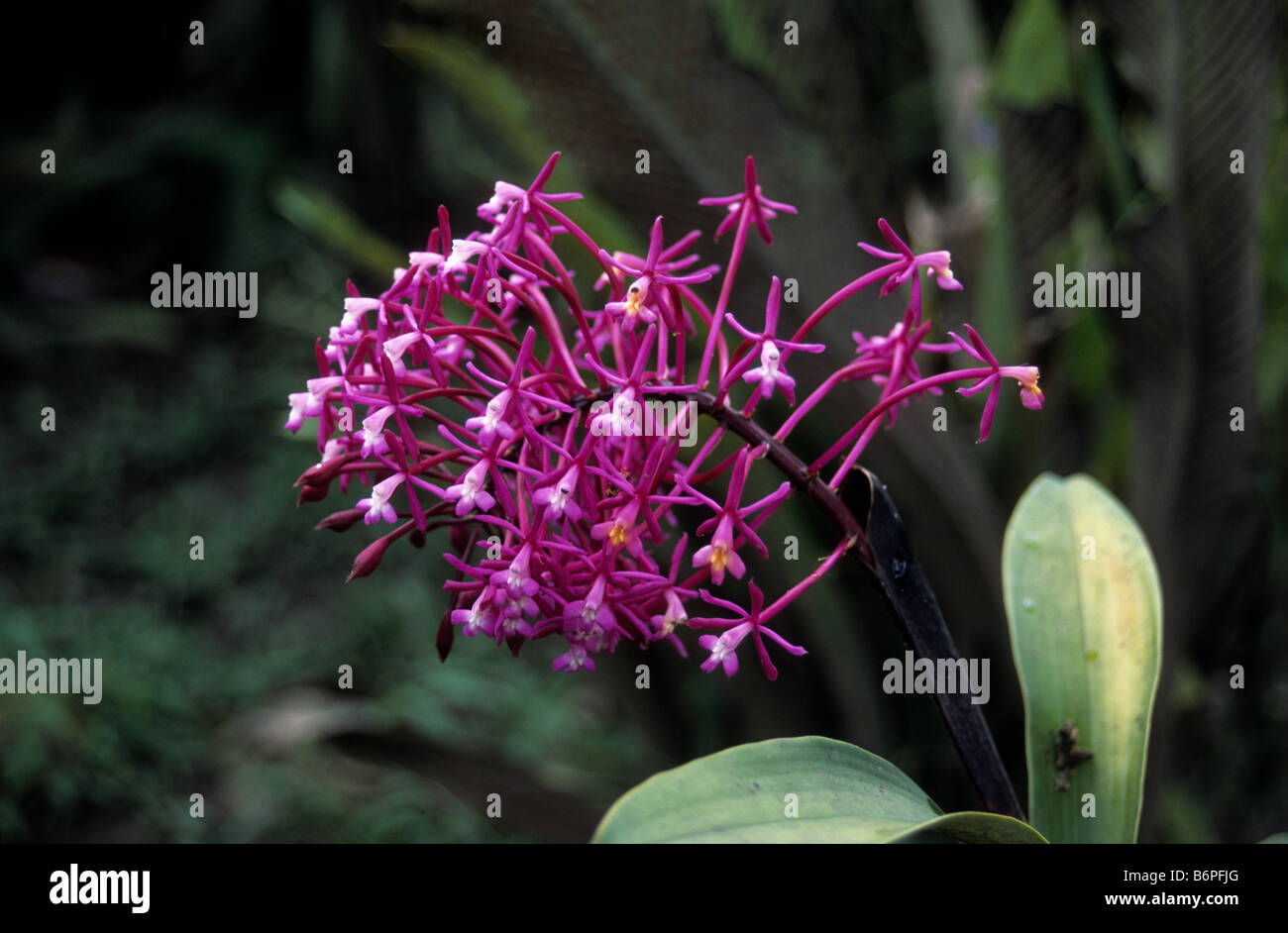 Inka Peruanische Orchidee Stockfotos und -bilder Kaufen - Alamy