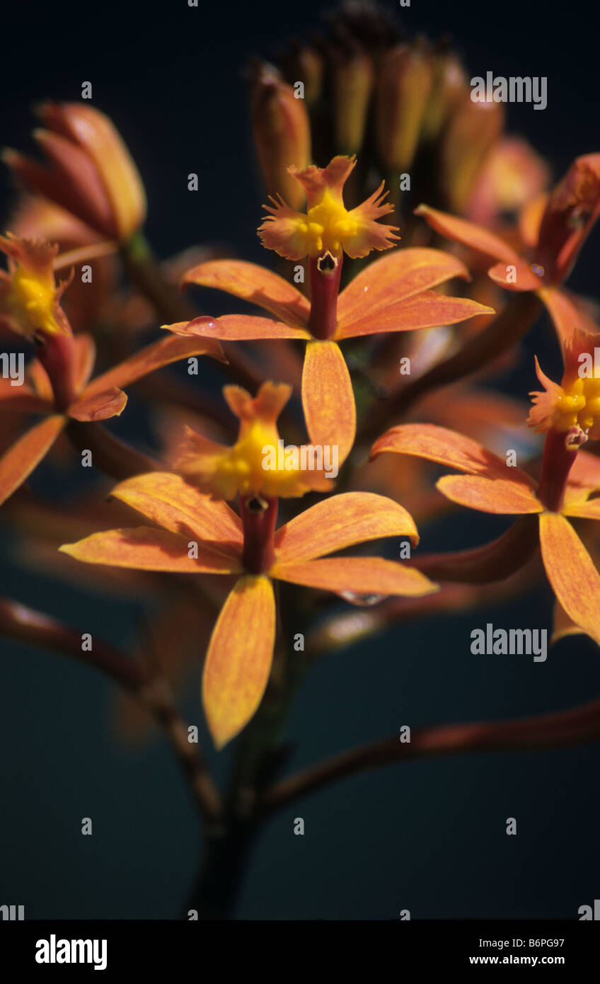Inka orchidee -Fotos und -Bildmaterial in hoher Auflösung – Alamy