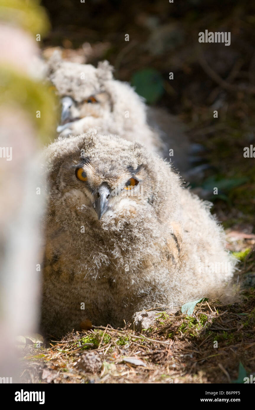 Zwei eule -Fotos und -Bildmaterial in hoher Auflösung – Alamy