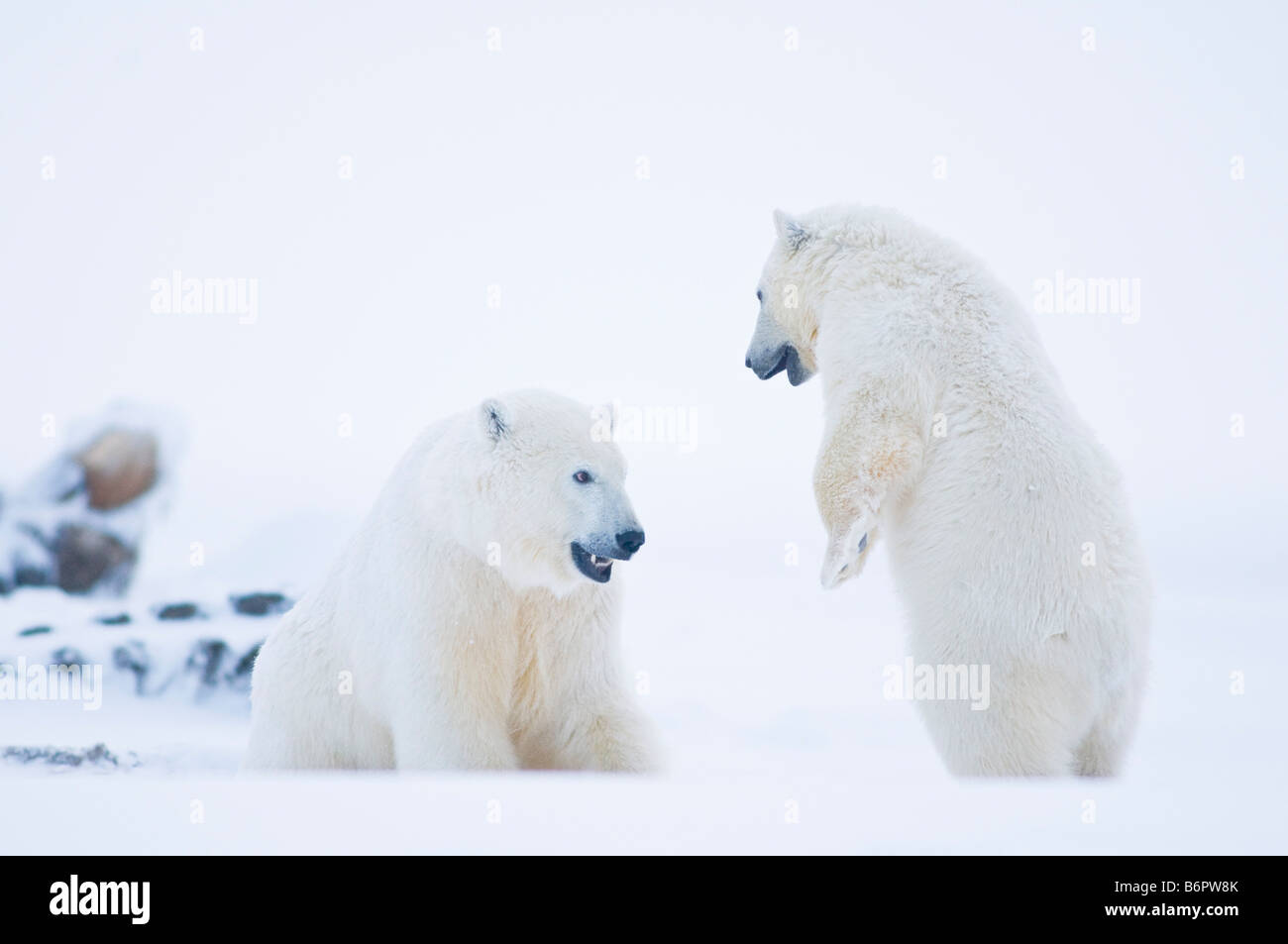 Eisbär Ursus maritimus spielt mit einem Frühlingsjungen auf neu ...
