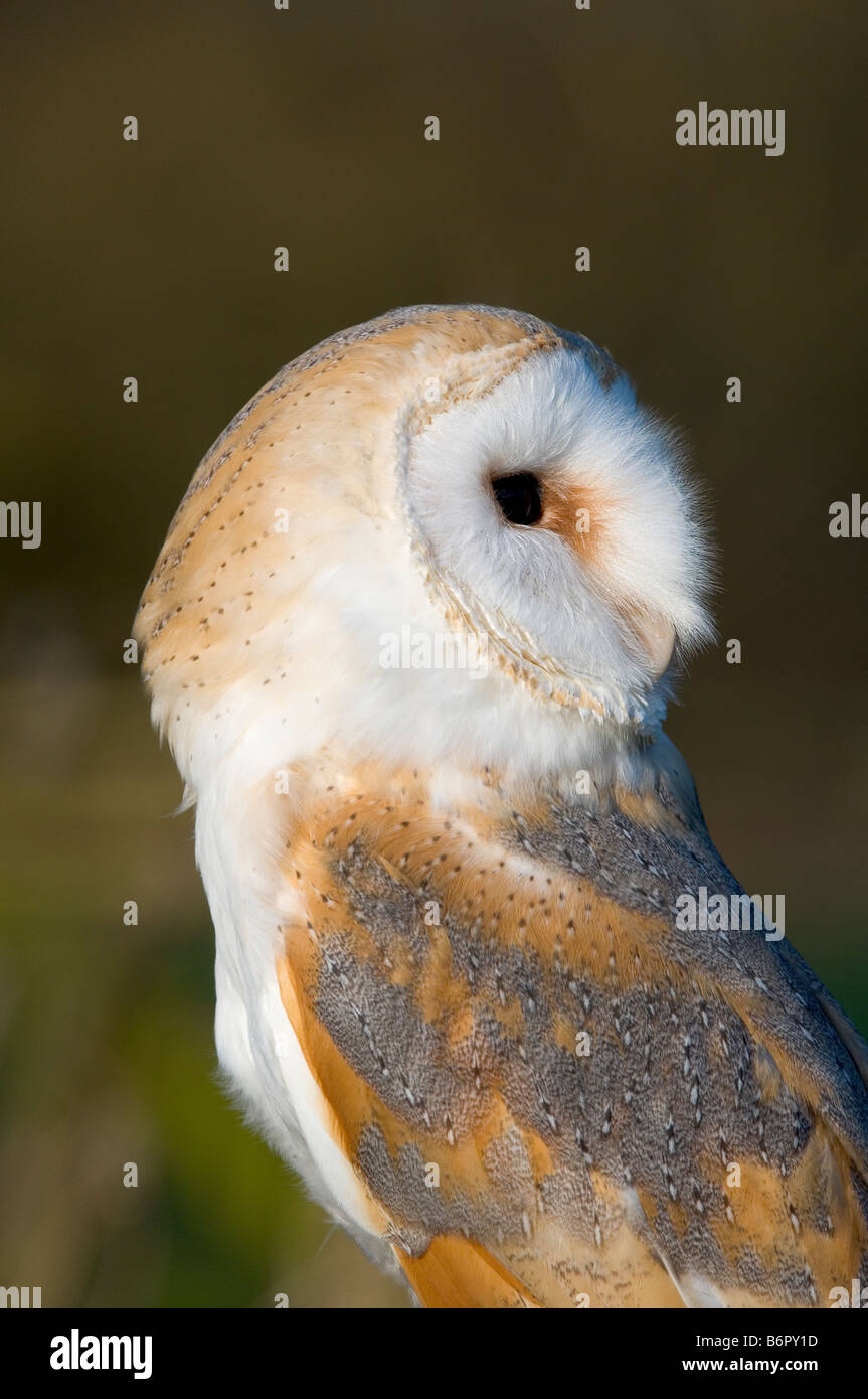 Eule mit kopf gedreht -Fotos und -Bildmaterial in hoher Auflösung – Alamy