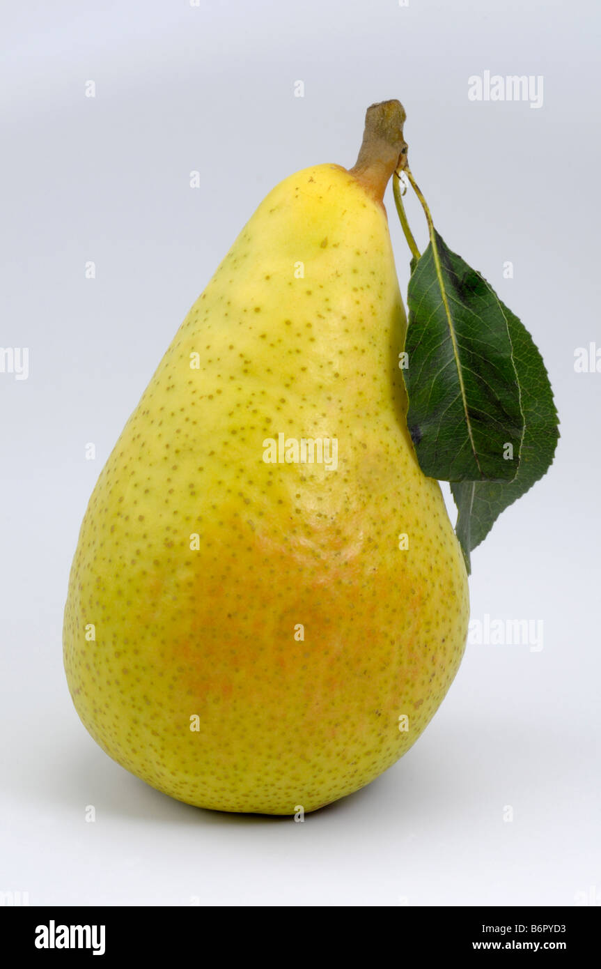 Gemeinsamen Birne (Pyrus Communis), Sorte: Schoene Helene, Obst, Studio ...