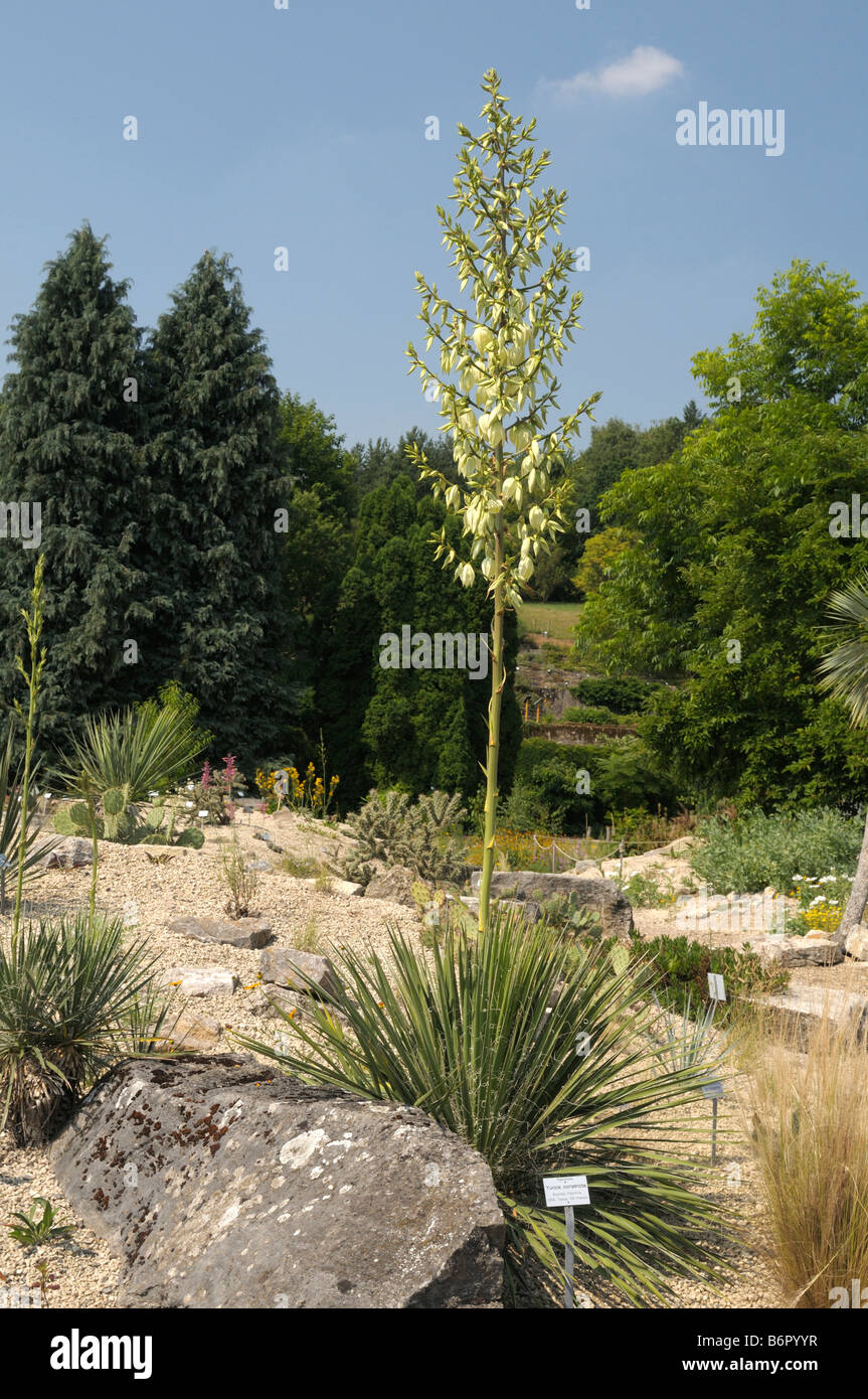 Yucca constricta -Fotos und -Bildmaterial in hoher Auflösung – Alamy