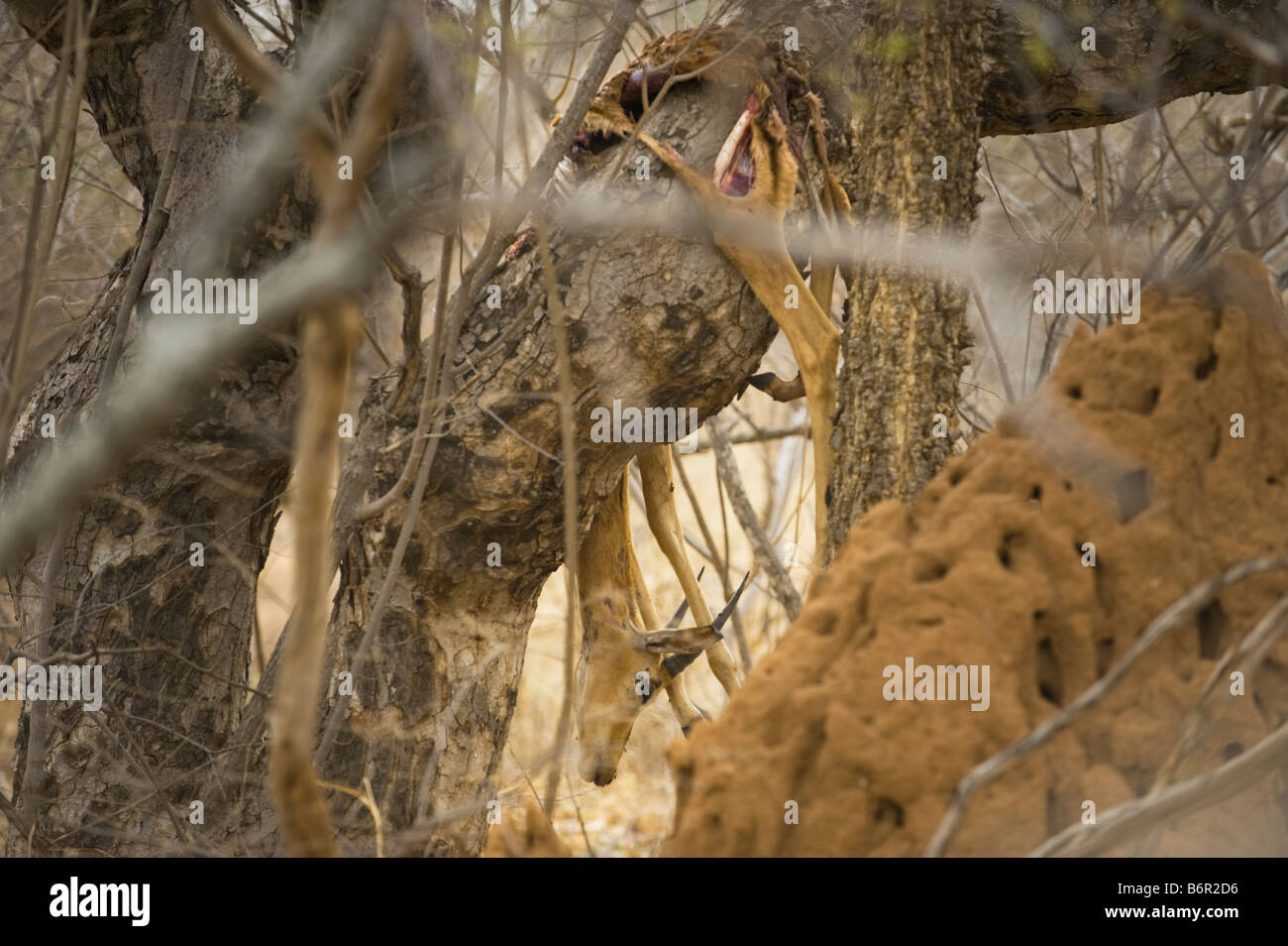 Leopard beute im baum -Fotos und -Bildmaterial in hoher Auflösung – Alamy