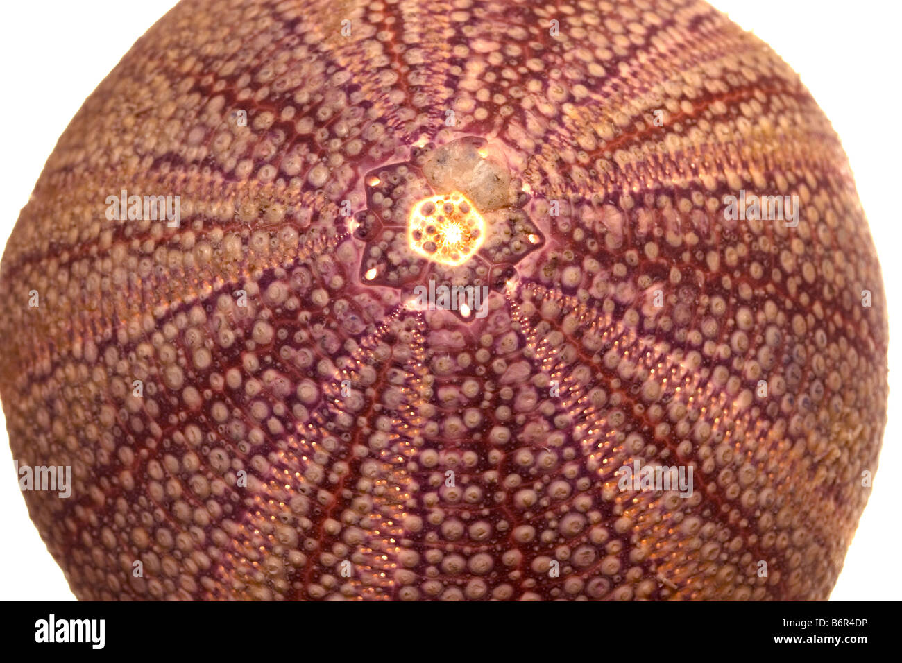 Nahaufnahme seeigel mund -Fotos und -Bildmaterial in hoher Auflösung ...