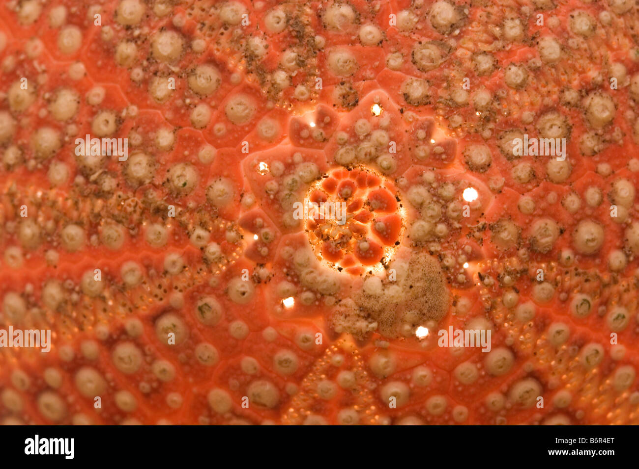 Seestern Mund Stockfotos & Seestern Mund Bilder - Alamy