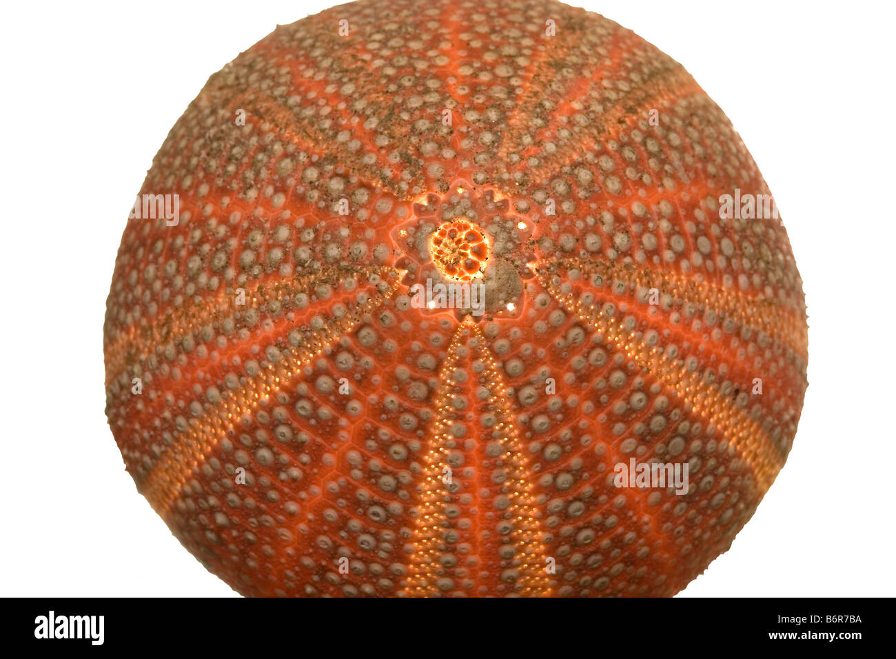 Nahaufnahme seeigel mund -Fotos und -Bildmaterial in hoher Auflösung ...