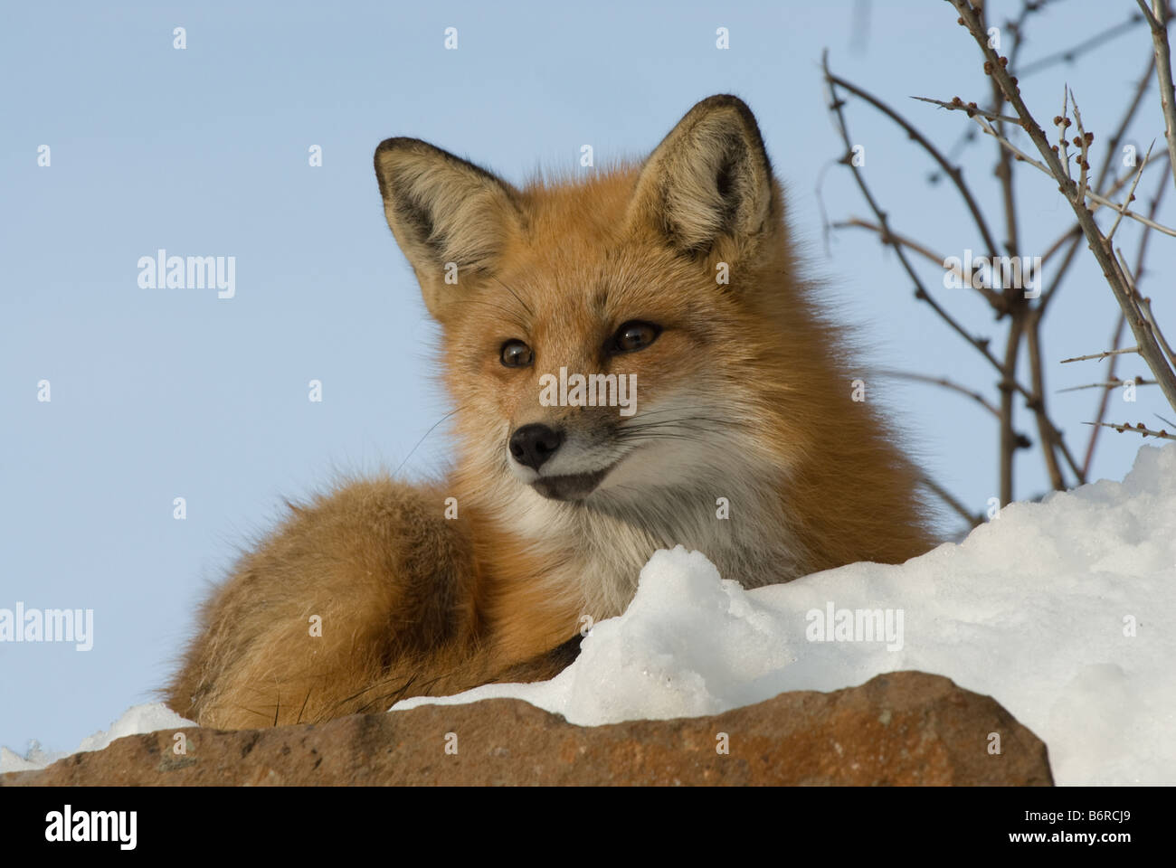 Red fox vulpes vulpes lying -Fotos und -Bildmaterial in hoher Auflösung ...