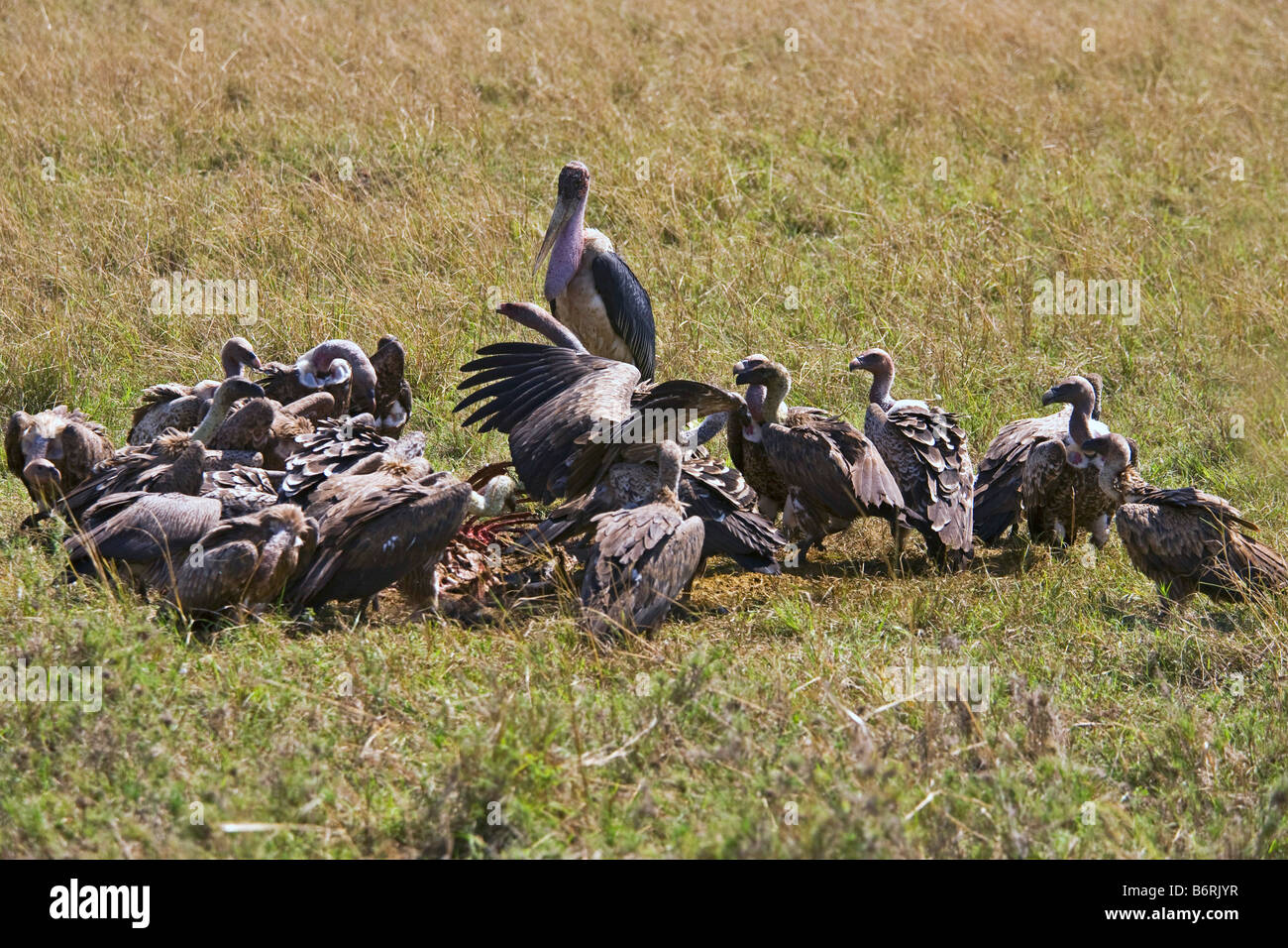 Geier todesgeier afrika -Fotos und -Bildmaterial in hoher Auflösung – Alamy