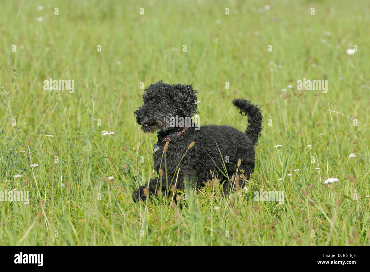 Schwarzer Pudel läuft auf einer Wiese Stockfotografie - Alamy