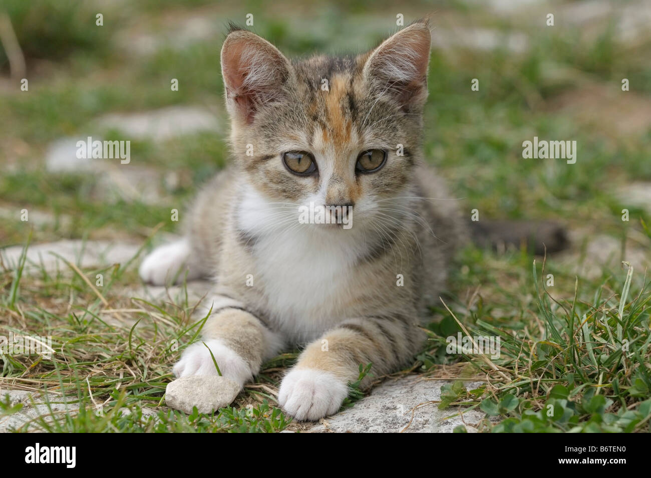 Jung Er Katze Stockfotos und -bilder Kaufen - Alamy