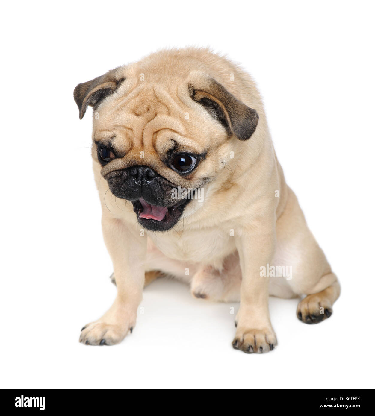 Falten gesicht eines mops -Fotos und -Bildmaterial in hoher Auflösung ...