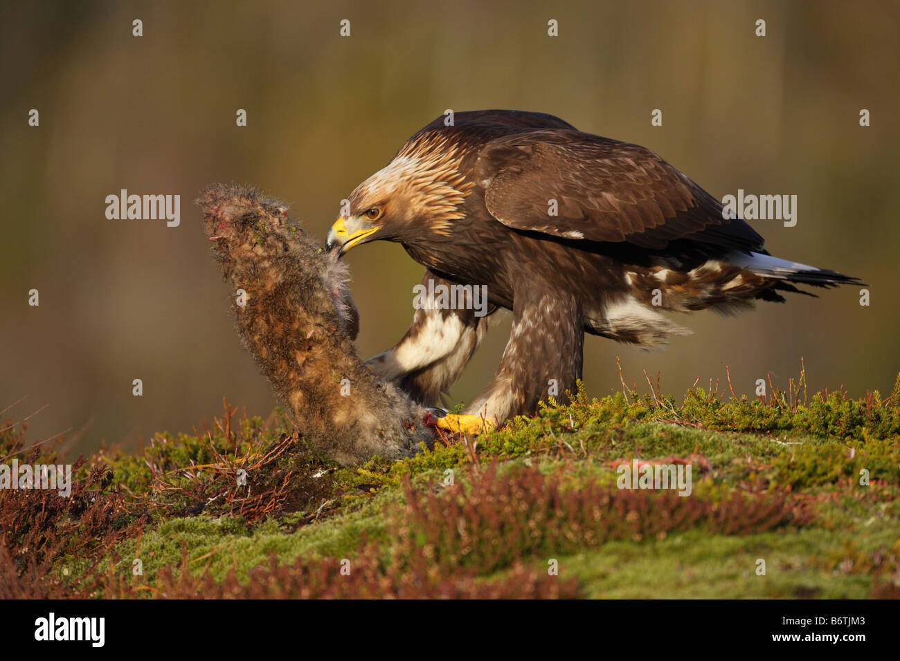 Steinadler Im Angriff