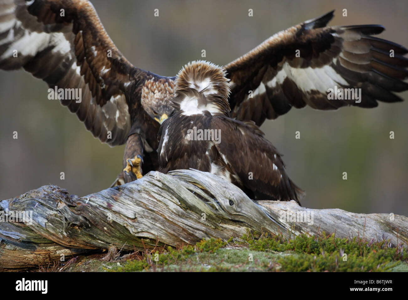Stilvolle Steinadler Im Angriff Fotos
