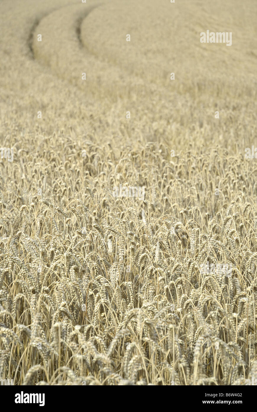Portrait of tracks -Fotos und -Bildmaterial in hoher Auflösung – Alamy