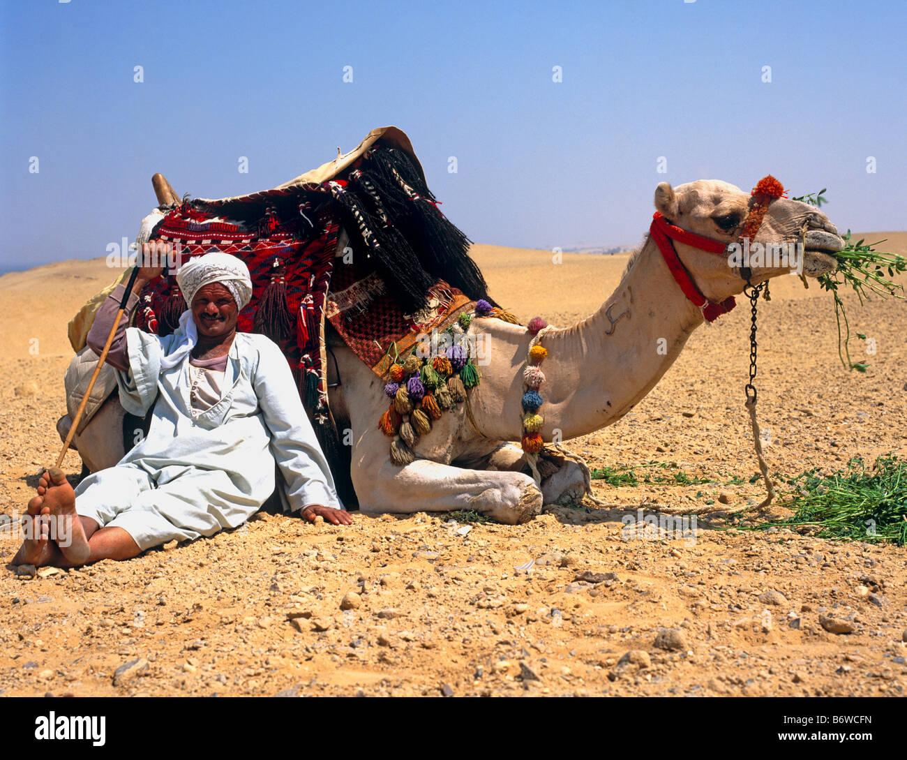 Beduine mit Kamel-Gizeh-Plateau-Cairo-Ägypten-Nordafrika Stockfoto ...