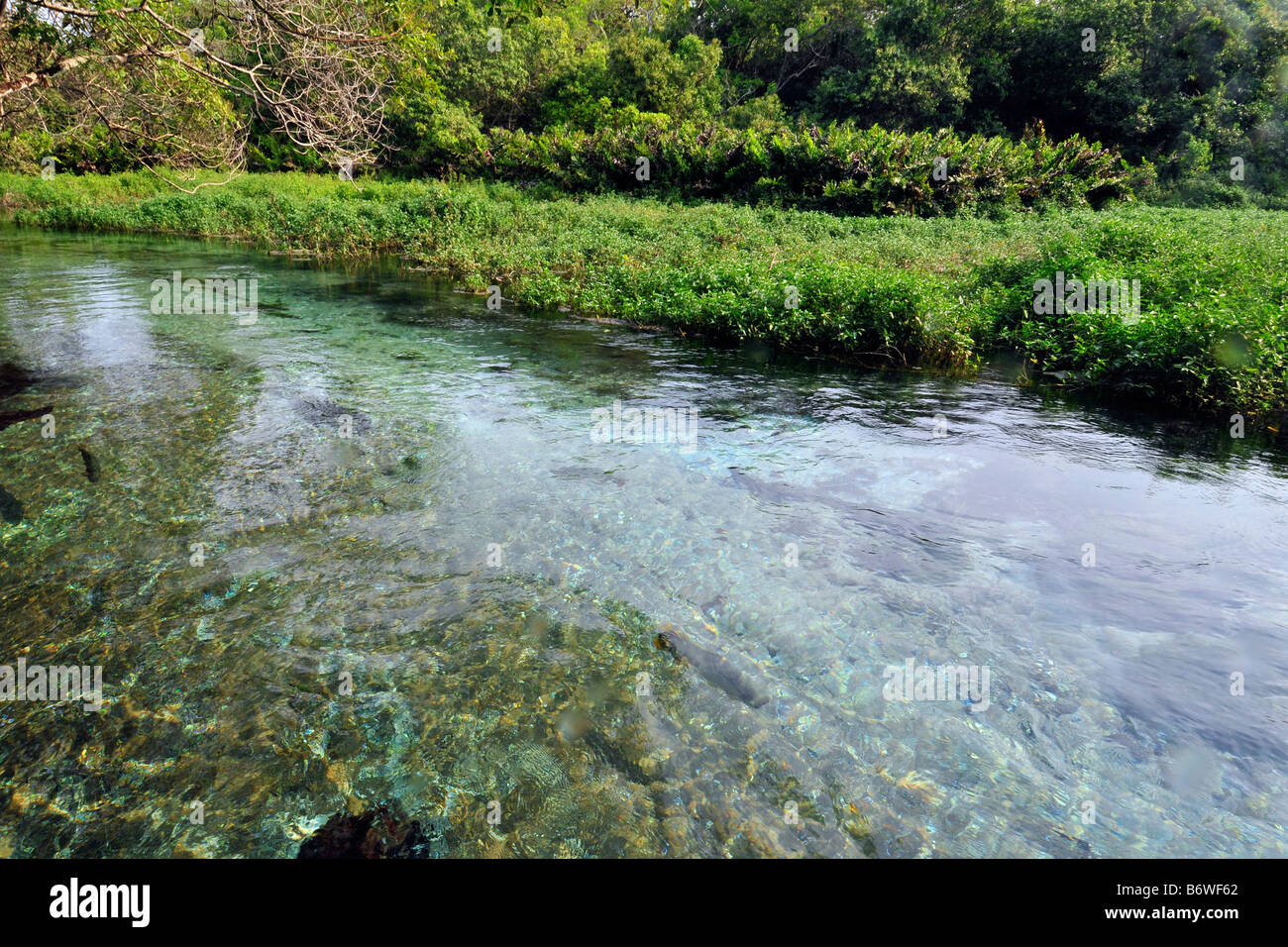 Spring sucuri river bonito mato -Fotos und -Bildmaterial in hoher ...