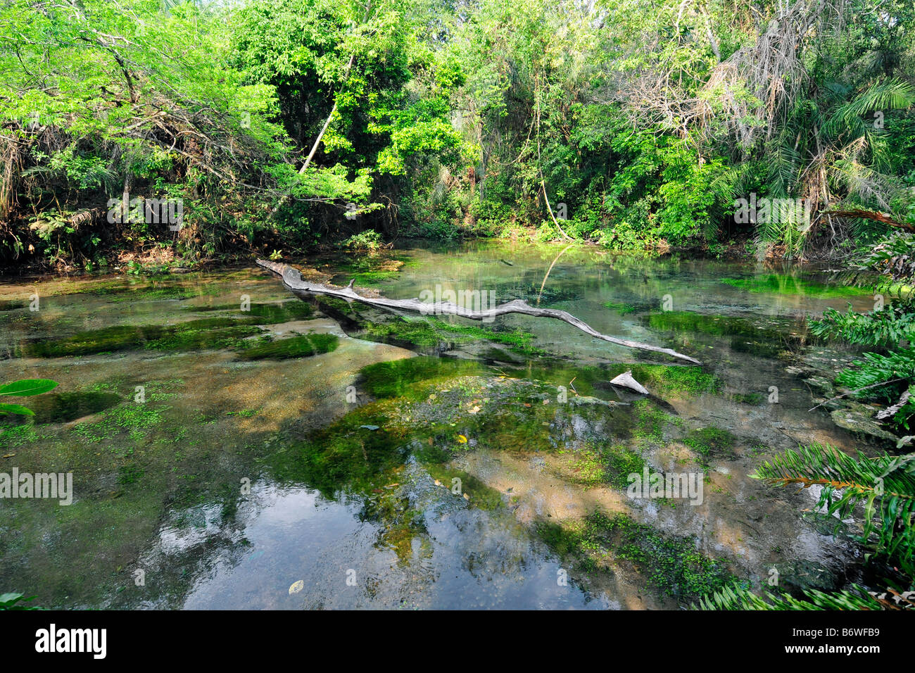 Spring Sucuri River Bonito Mato Stockfotos und -bilder Kaufen - Alamy
