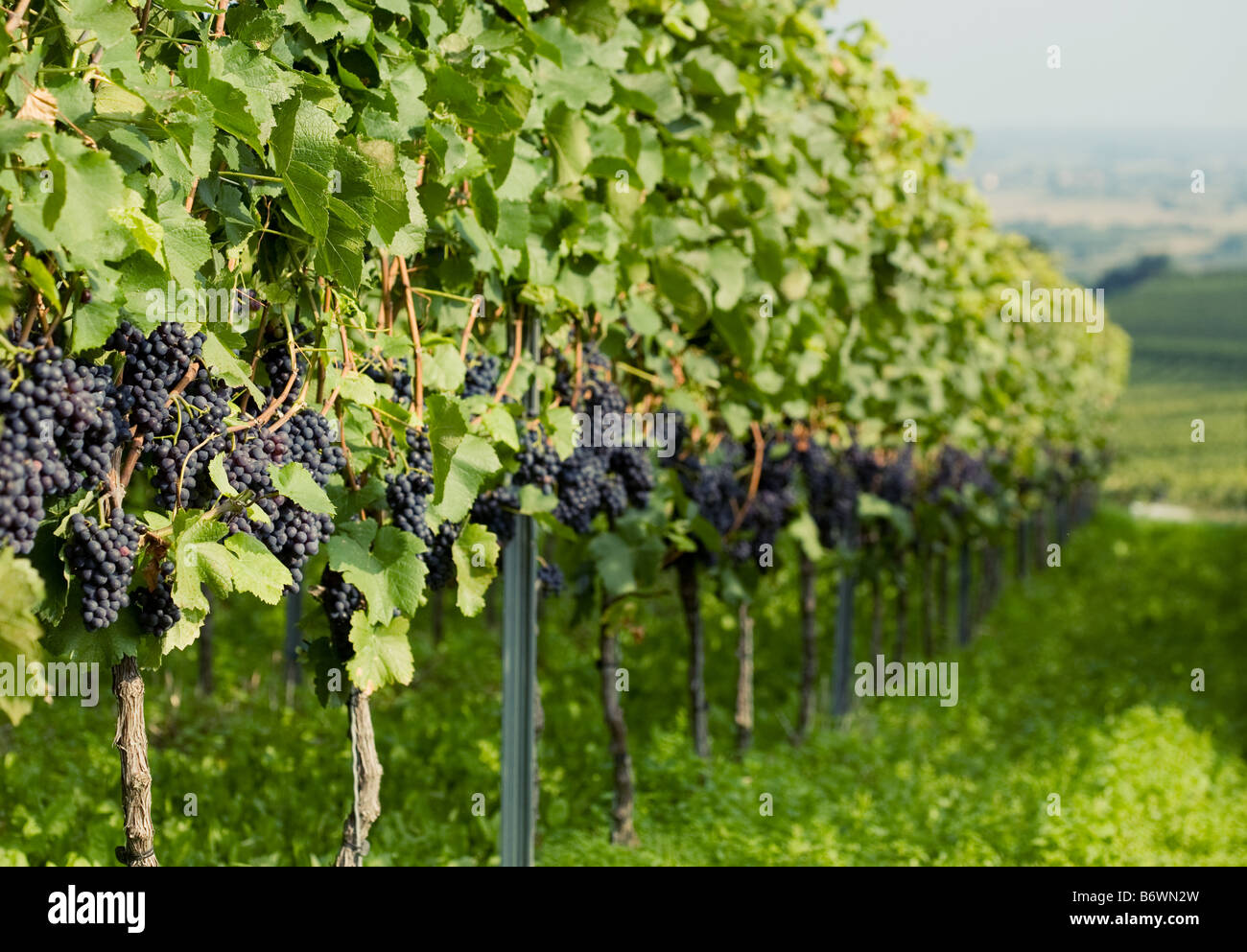 Roter trauben -Fotos und -Bildmaterial in hoher Auflösung – Alamy