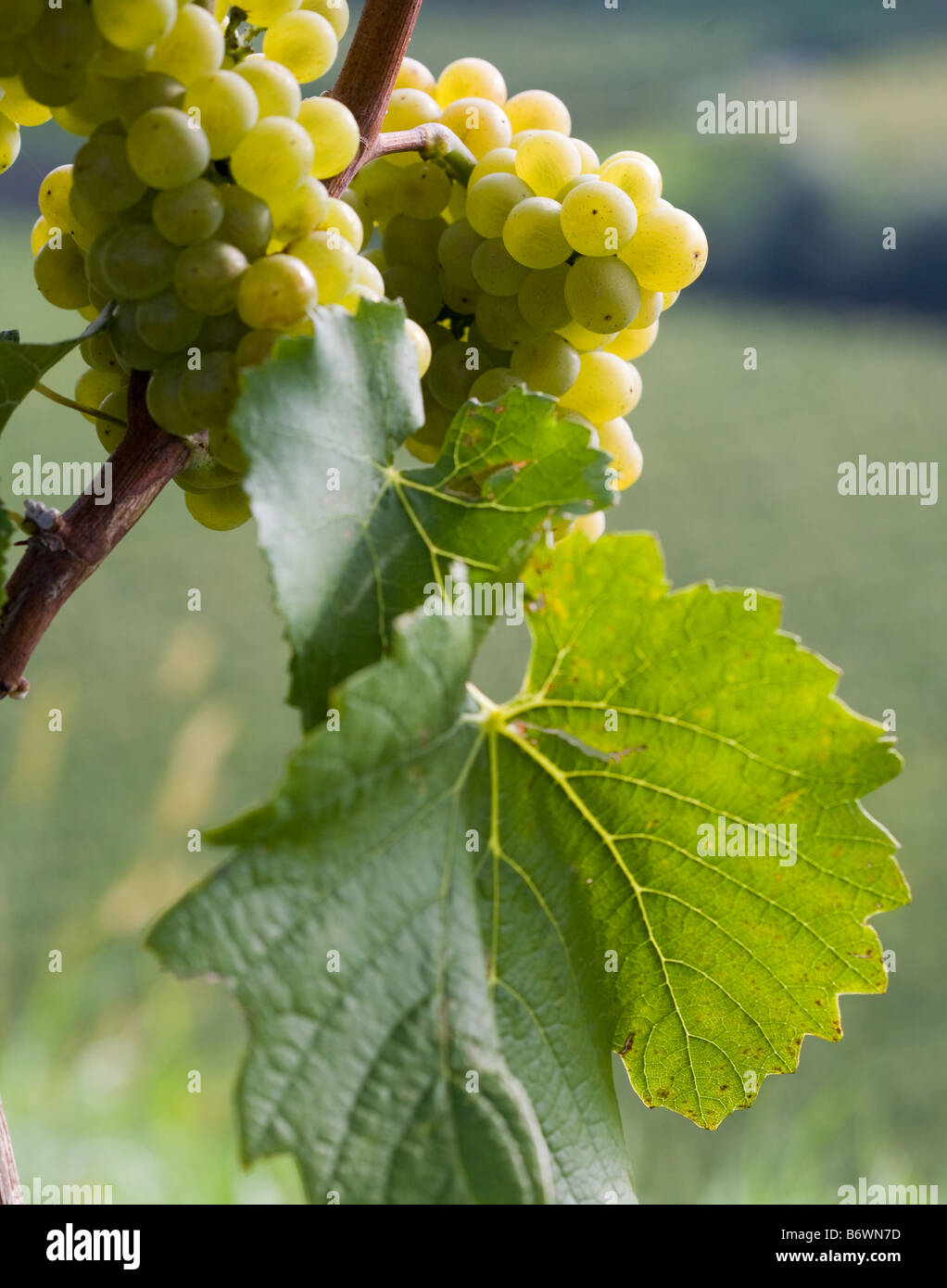 Vine dresser -Fotos und -Bildmaterial in hoher Auflösung – Alamy