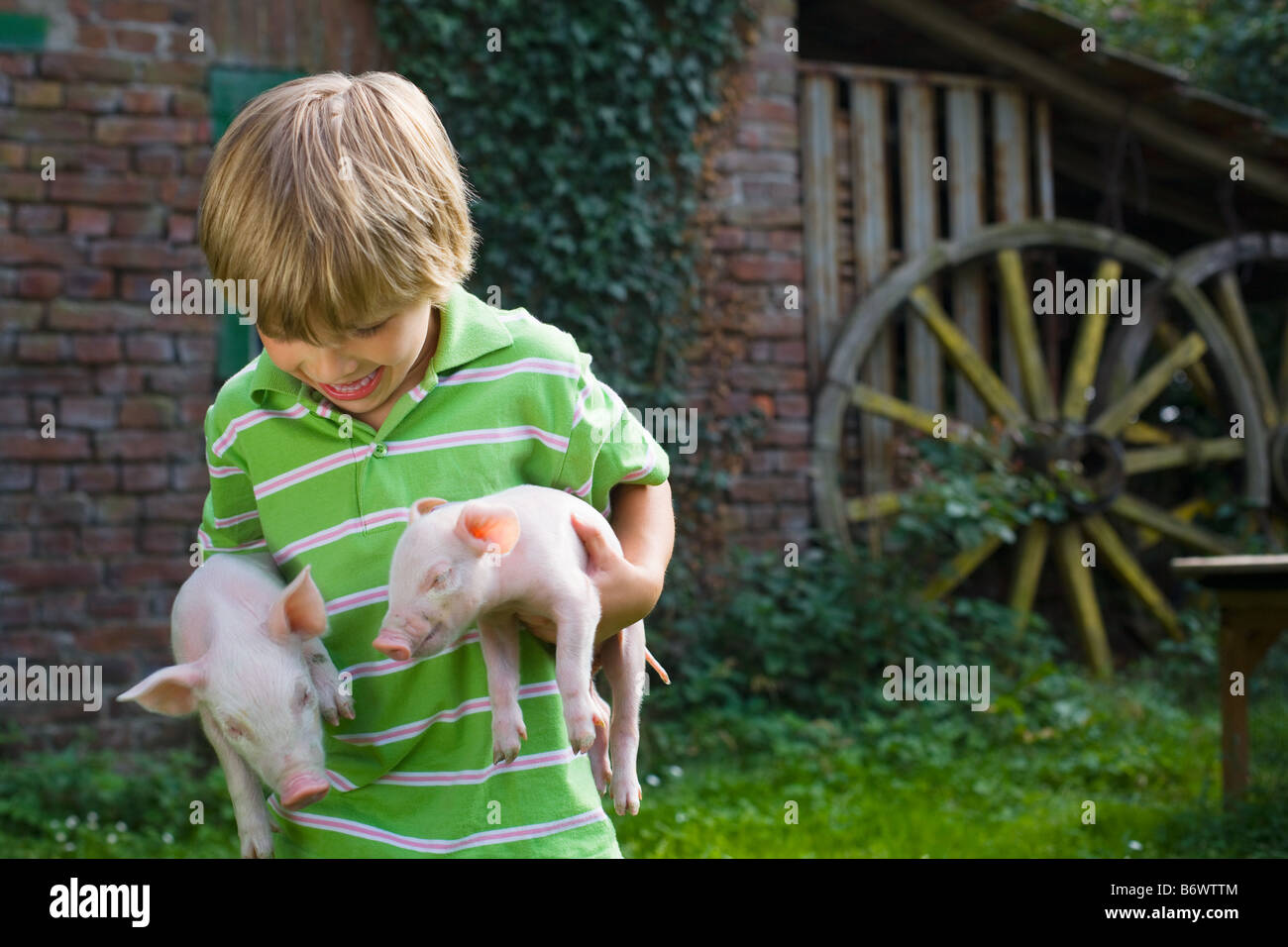6 ferkel -Fotos und -Bildmaterial in hoher Auflösung – Alamy