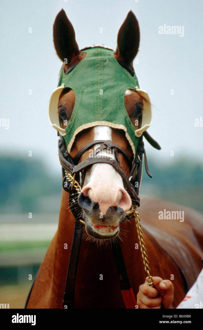 Vollblut-Rennen Pferd Warnung mit Scheuklappen Stockfotografie - Alamy
