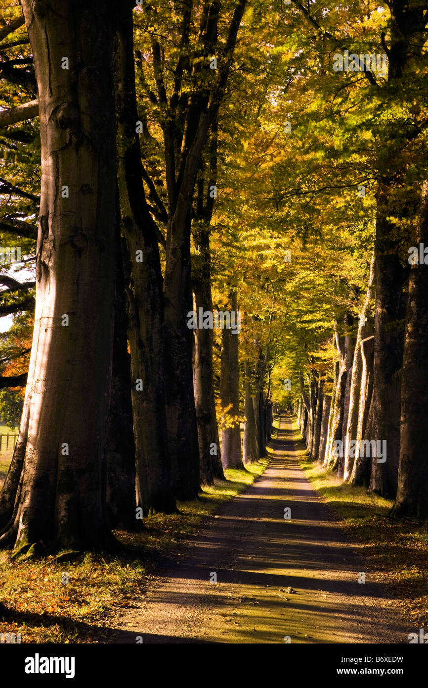 Allee of trees -Fotos und -Bildmaterial in hoher Auflösung – Alamy