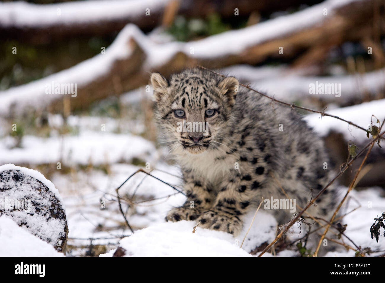 Baby schneeleopard -Fotos und -Bildmaterial in hoher Auflösung – Alamy