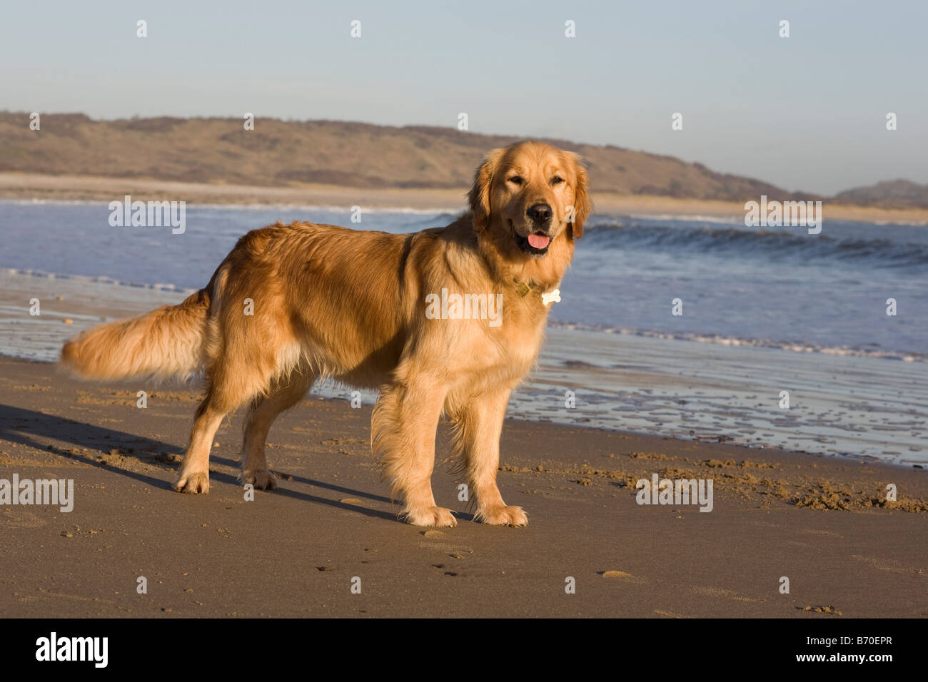 Elsa (Martinian goldene Sonnenblume am Yorkbeach) erhebt sich stolz auf ...